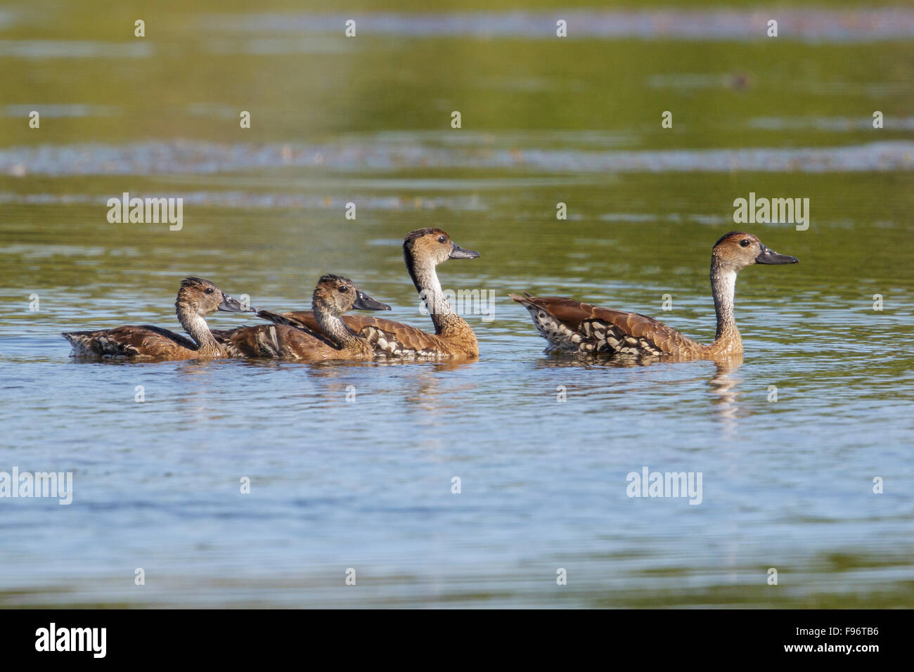 Caribbean duck hi-res stock photography and images - Alamy