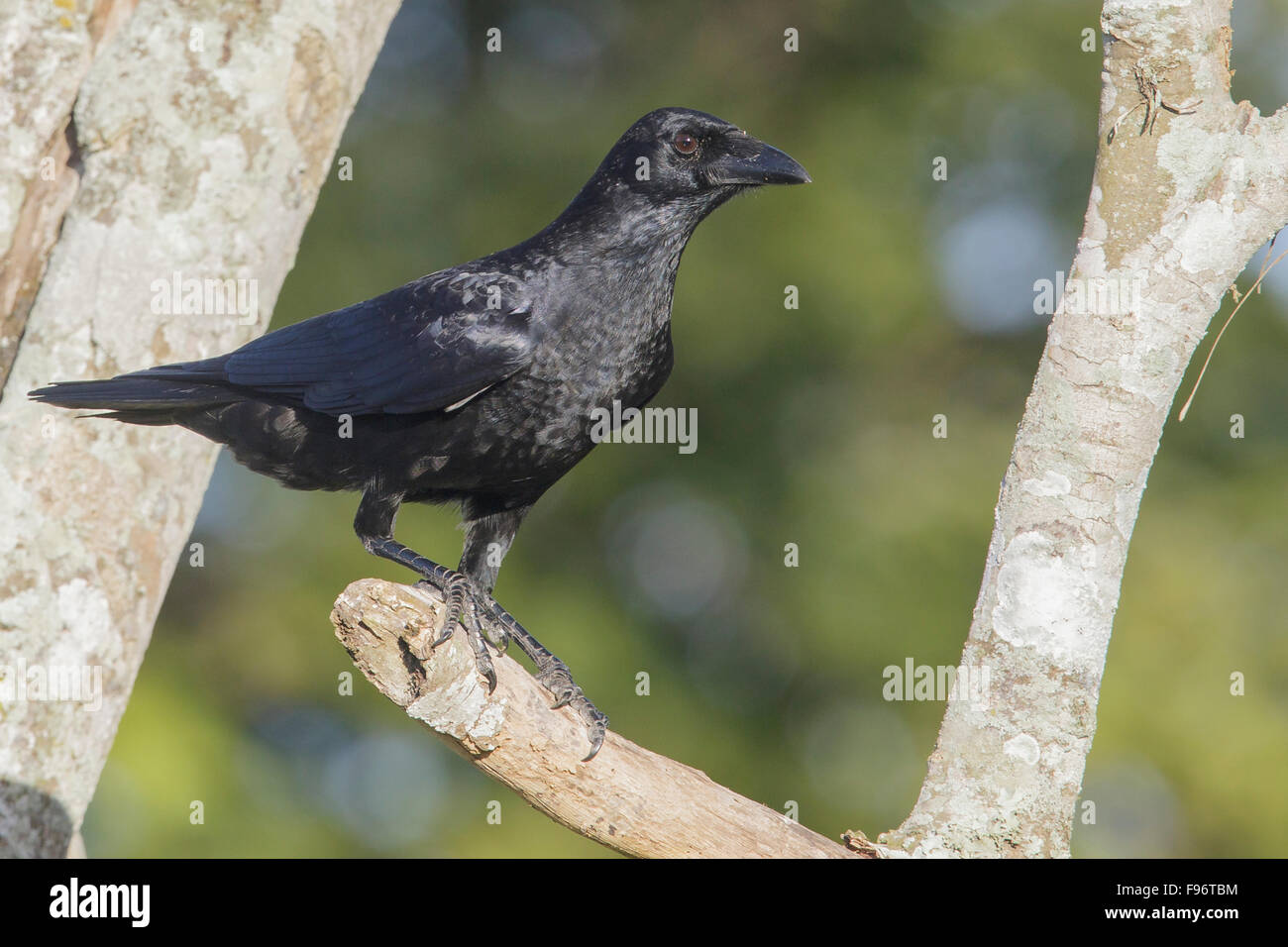 Cuban Palm Crow (Corvus minutus) perched on a branch in Cuba Stock ...