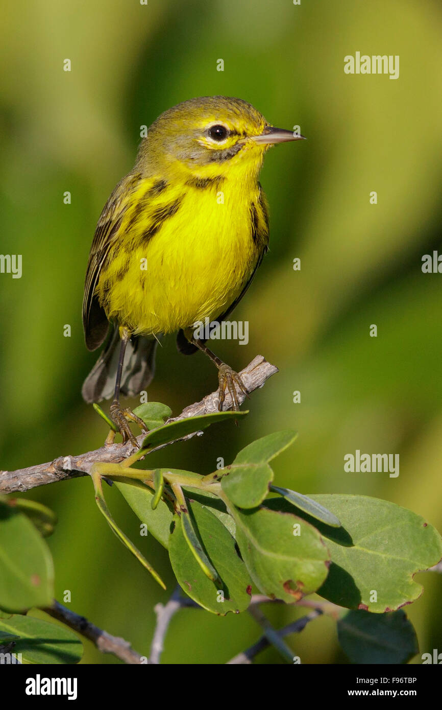 Setophaga discolor discolor hi-res stock photography and images - Alamy