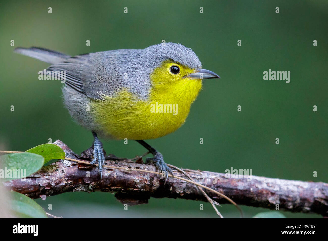 Oriente Warbler (Teretistris fornsi) perched on a branch in Cuba Stock Photo - Alamy