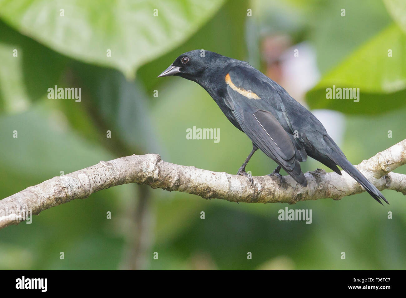 Agelaius humeralis hi-res stock photography and images - Alamy