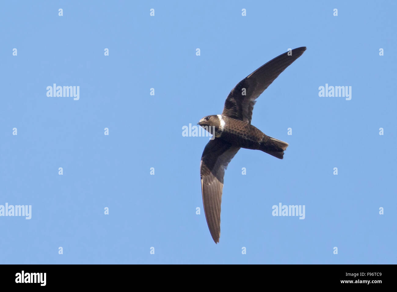 Streptoprocne zonaris hi-res stock photography and images - Alamy
