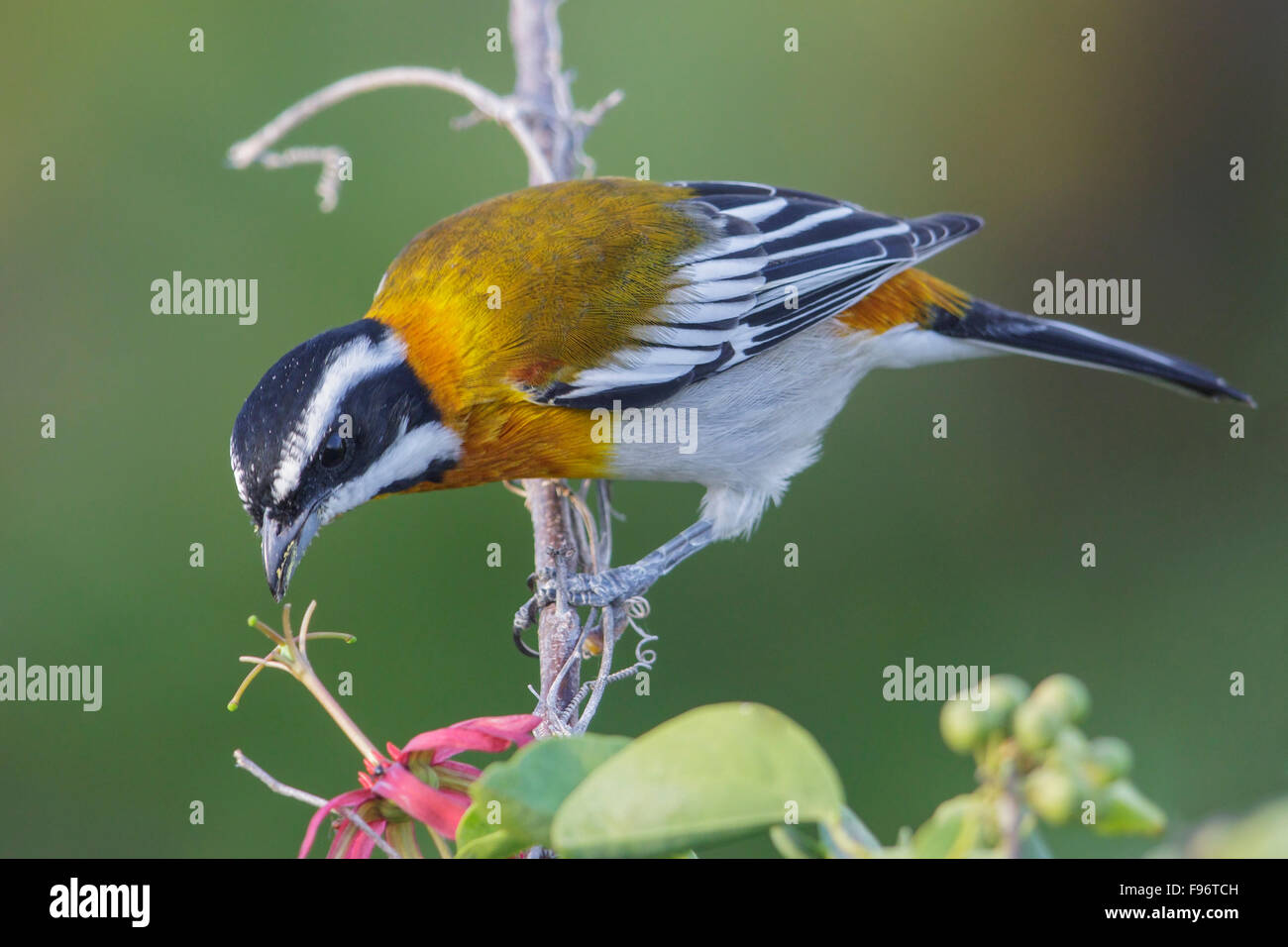 Zena hi-res stock photography and images - Alamy