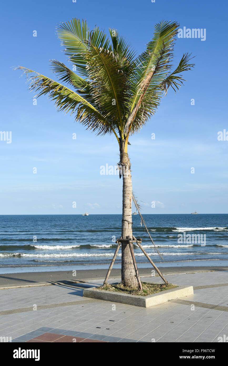 coconut tree on the ground the sea Stock Photo - Alamy