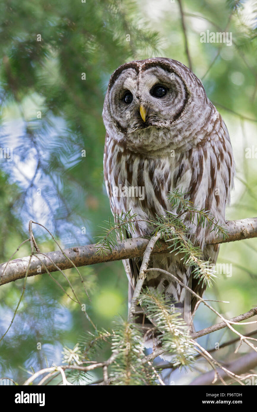 Barred Owl (Strix varia) perched on a branch in Victoria, BC, Canada ...