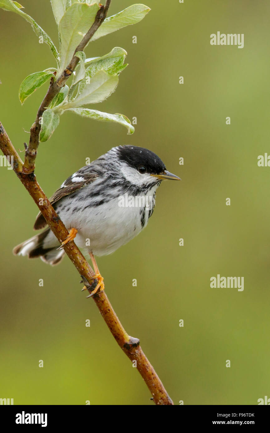 Dendroica striata alaska hi-res stock photography and images - Alamy