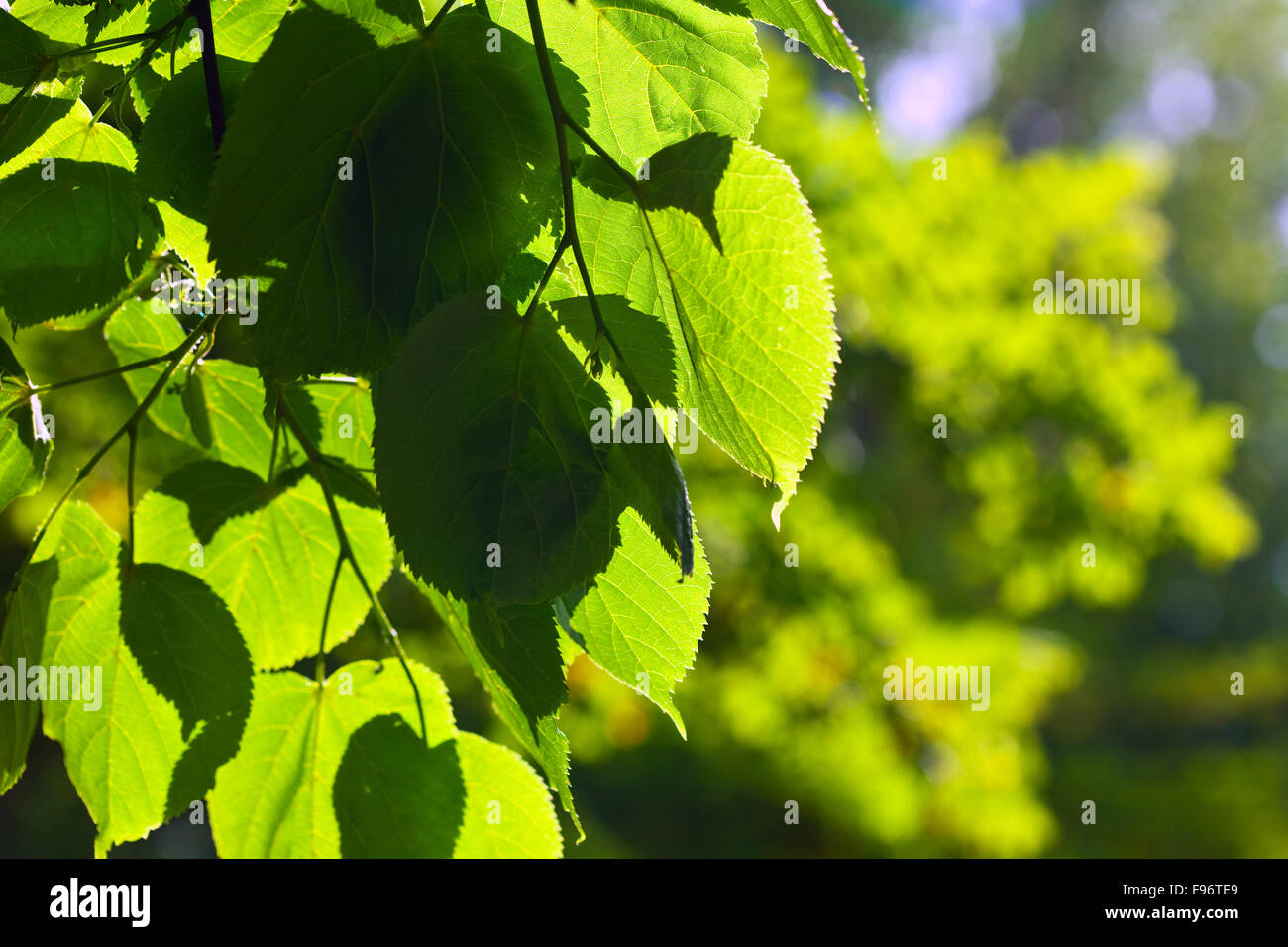 Green linden hi-res stock photography and images - Alamy
