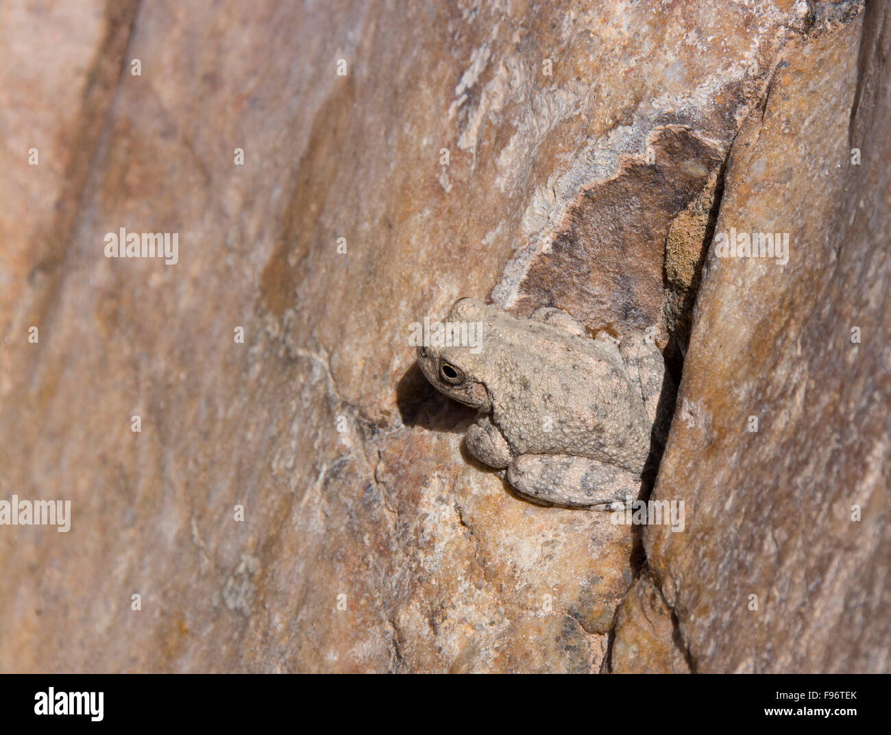 canyon tree frog, Hyla arenicolor, Colorado River, Grand Canyon ...