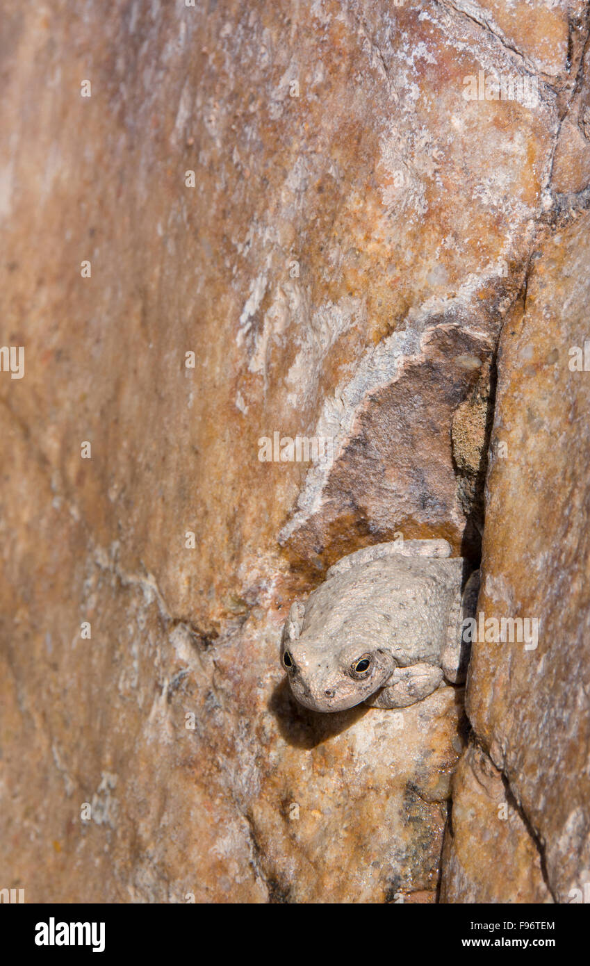 canyon tree frog, Hyla arenicolor, Colorado River, Grand Canyon ...