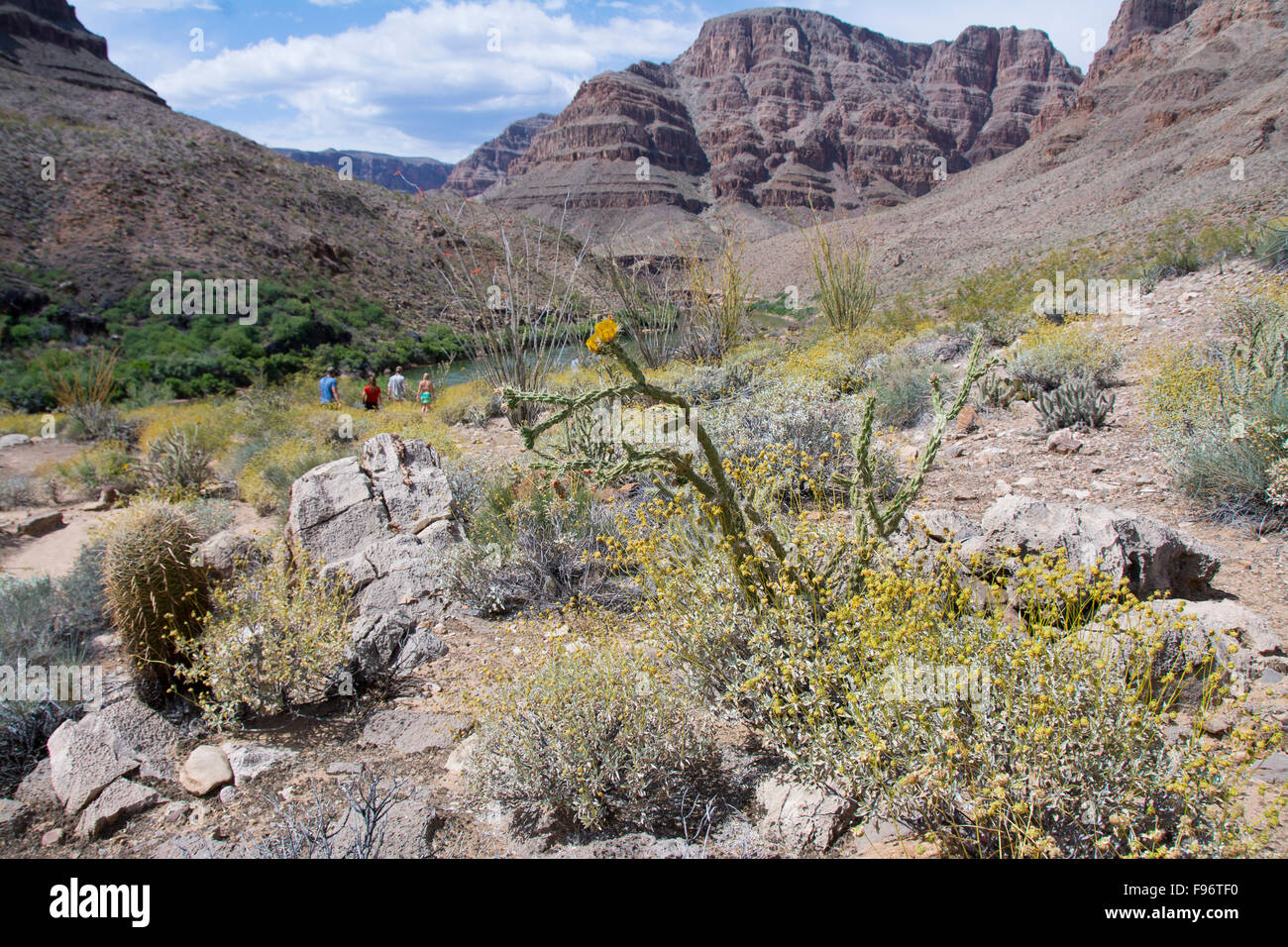 California barrel cactus, Ferocactus cylindraceus, Colorado River ...
