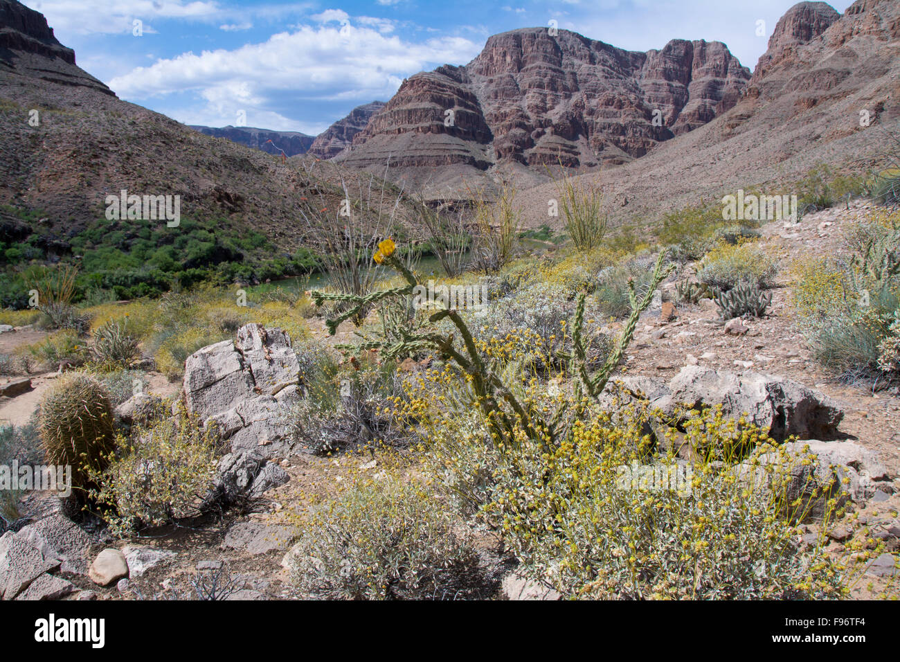 California barrel cactus, Ferocactus cylindraceus, Colorado River ...