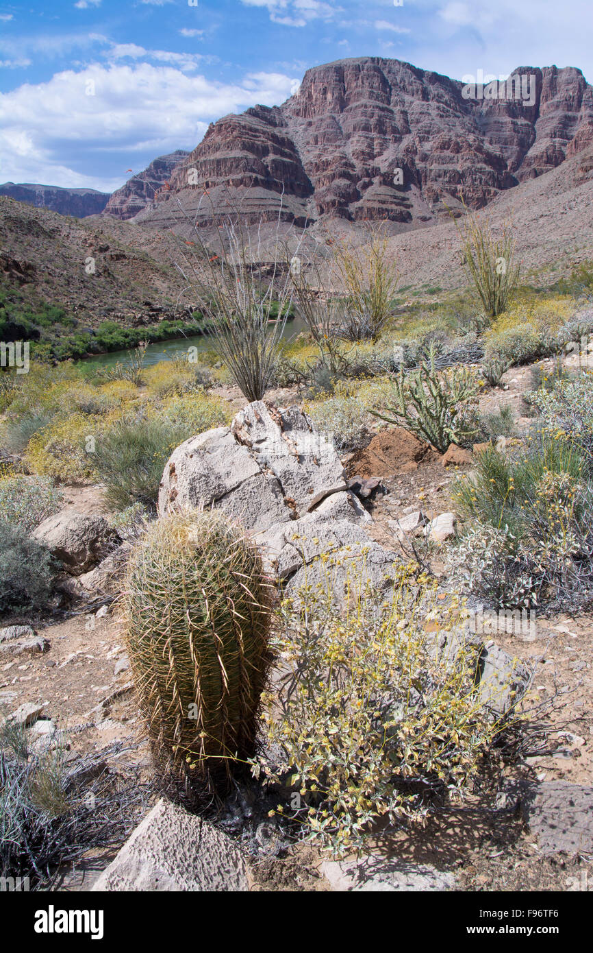 California barrel cactus, Ferocactus cylindraceus, Colorado River ...