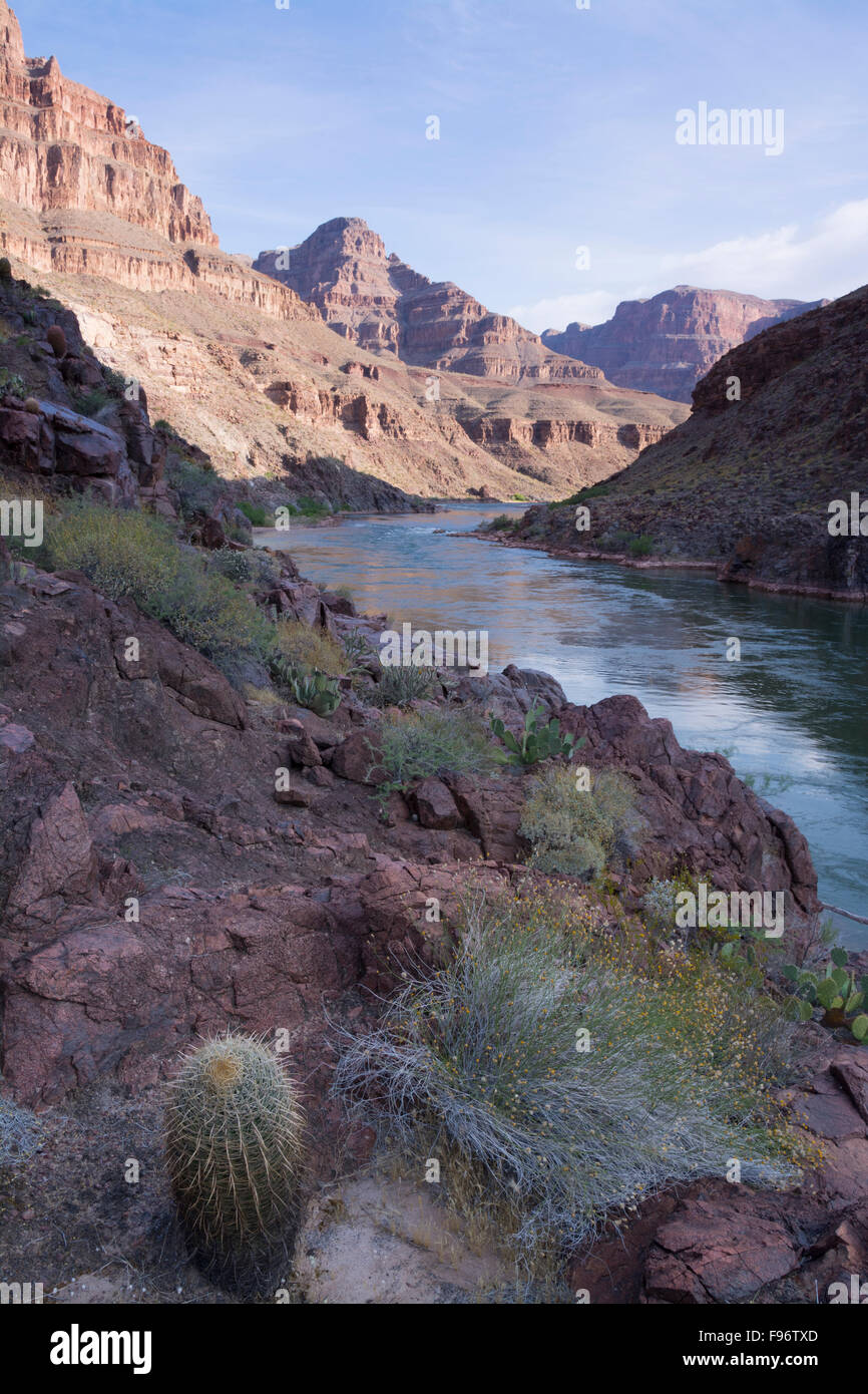 California barrel cactus, Ferocactus cylindraceus, Colorado River ...
