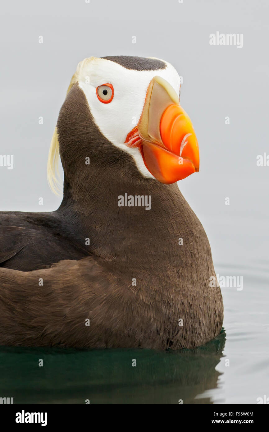 Puffin on water hi-res stock photography and images - Alamy