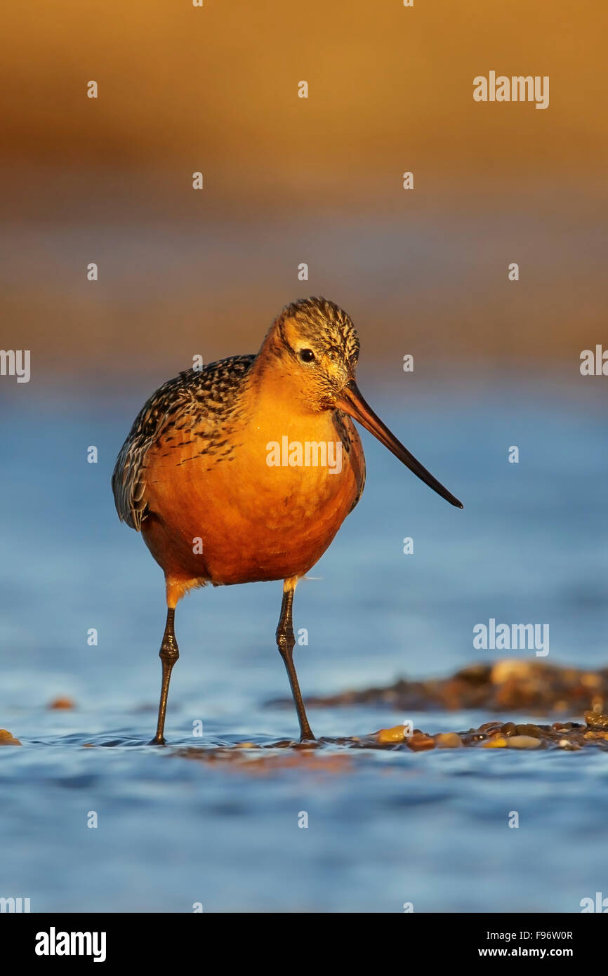 Bartailed Godwit (Limosa lapponica) feeding along a river in Nome ...
