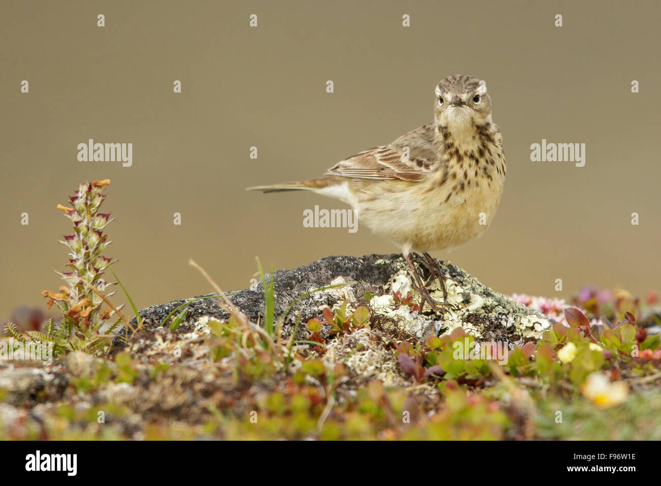North American Tundras High Resolution Stock Photography And Images Alamy north-american-tundras-high-resolution-stock-photography-and-images-alamy