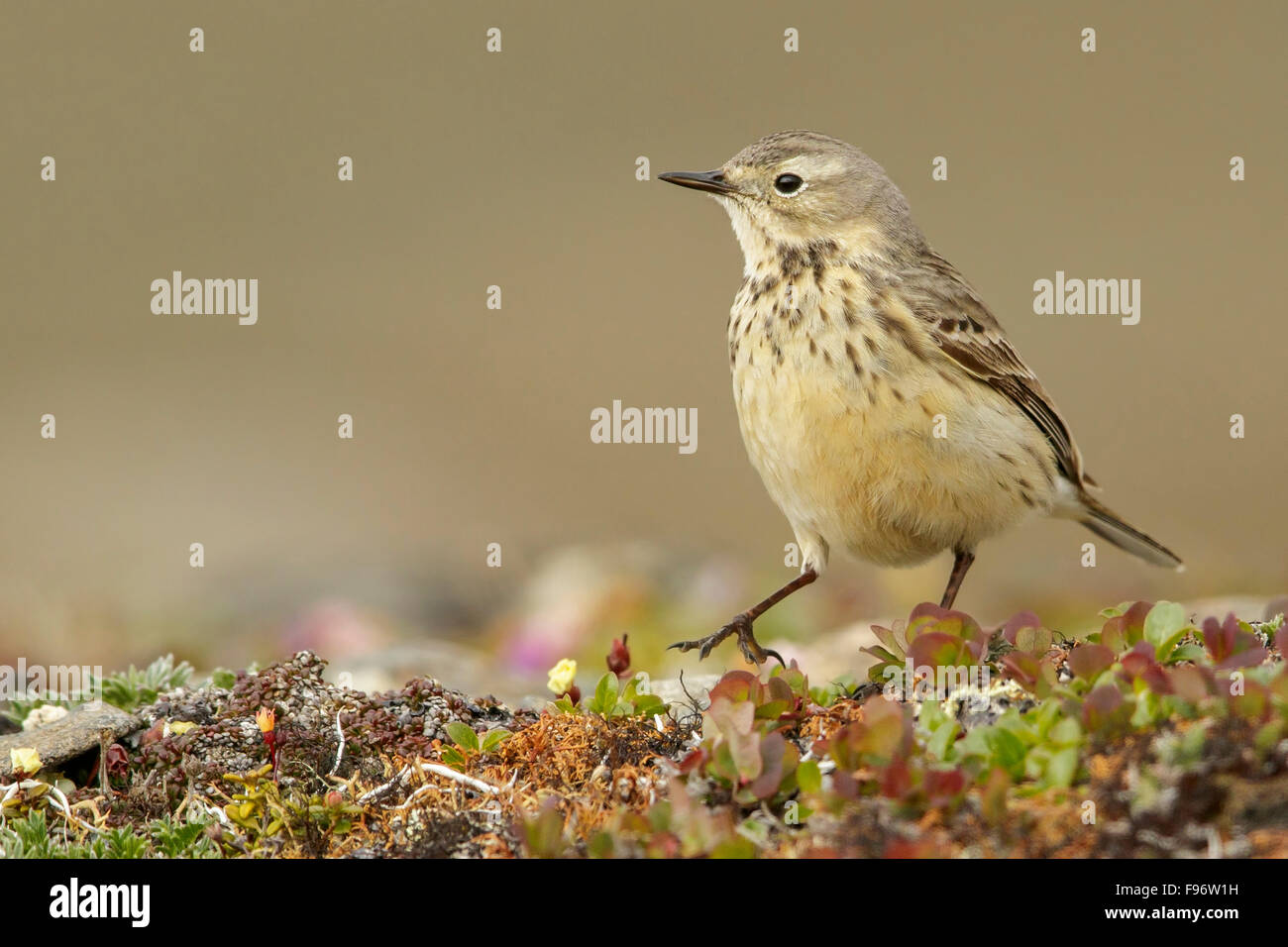 Anthus rubescens rubescens hi-res stock photography and images - Alamy