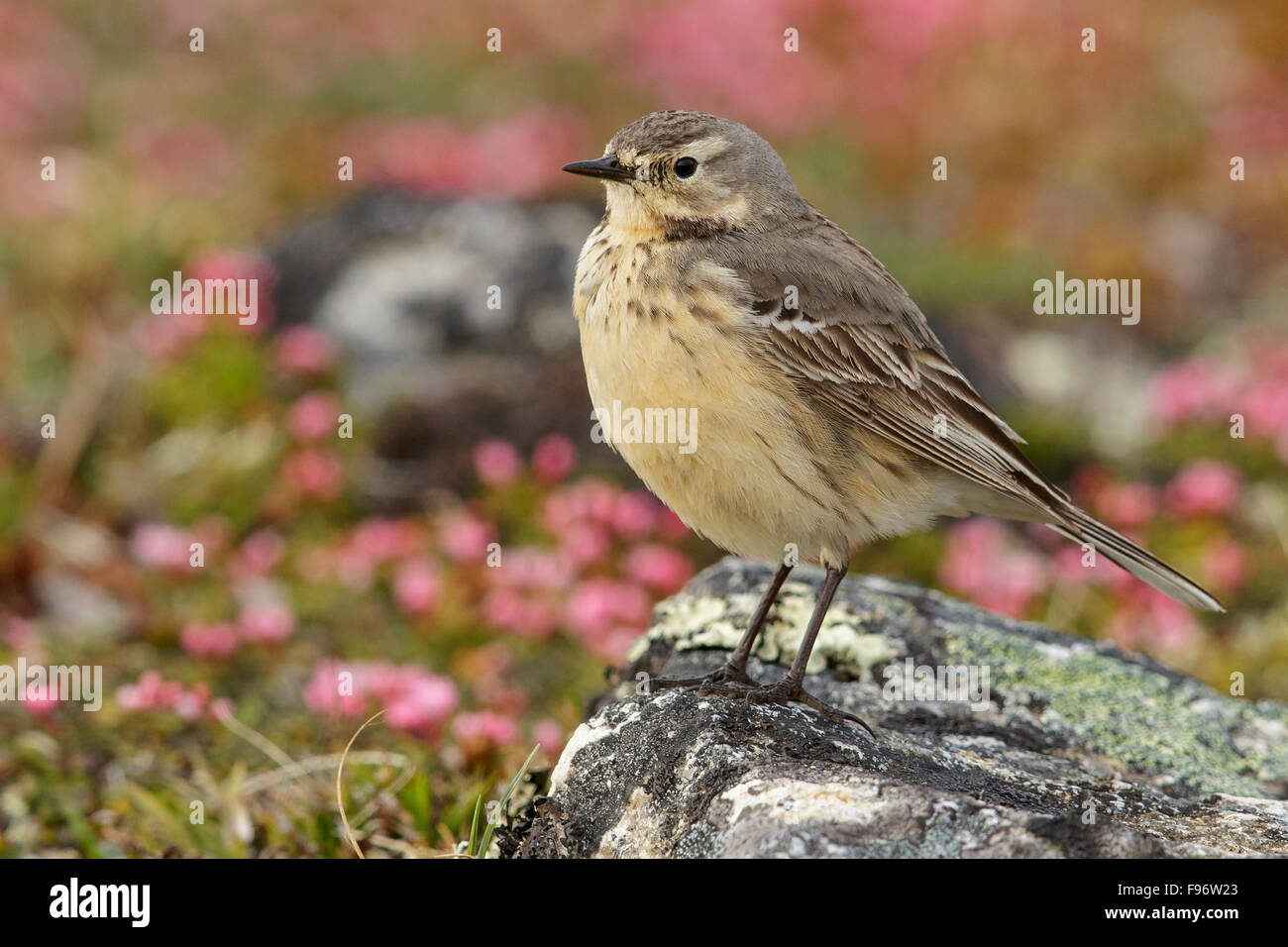 North American Tundras High Resolution Stock Photography And Images Alamy North American Tundras High Resolution Stock Photography And Images Alamy