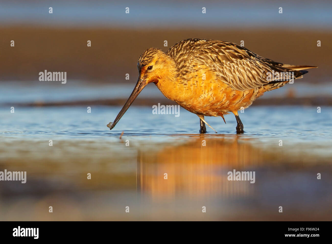 Bartailed Godwit (Limosa lapponica) feeding along a river in Nome ...
