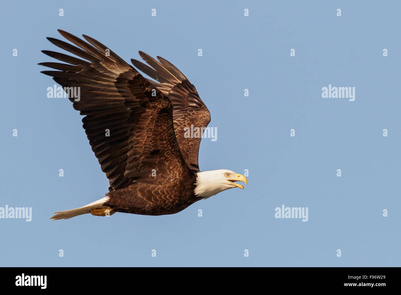 American Eagle Flying Side View