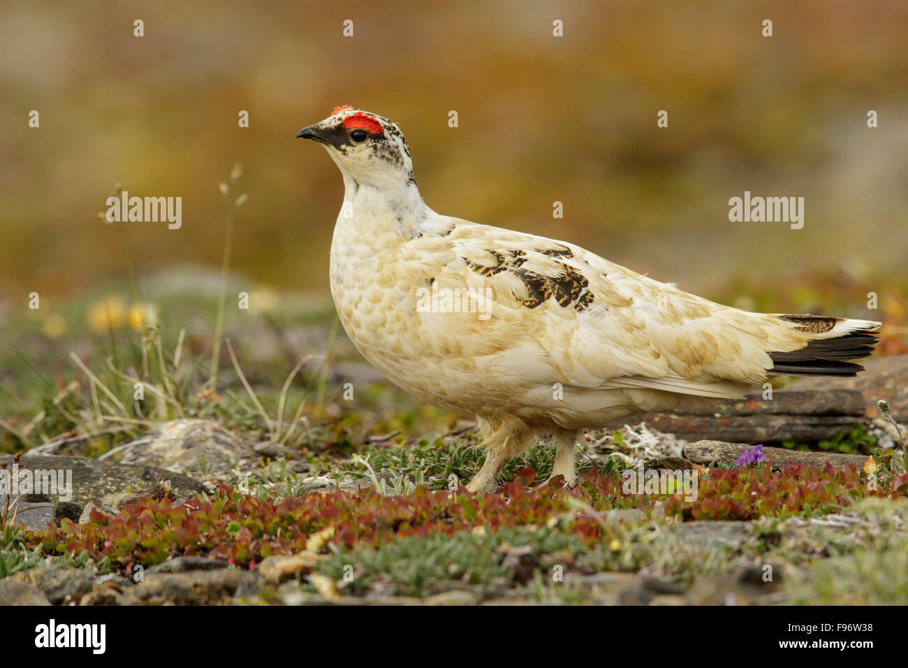 Rock Ptarmigan (Lagopus muta) perched on the tundra in Nome, Alaska ...