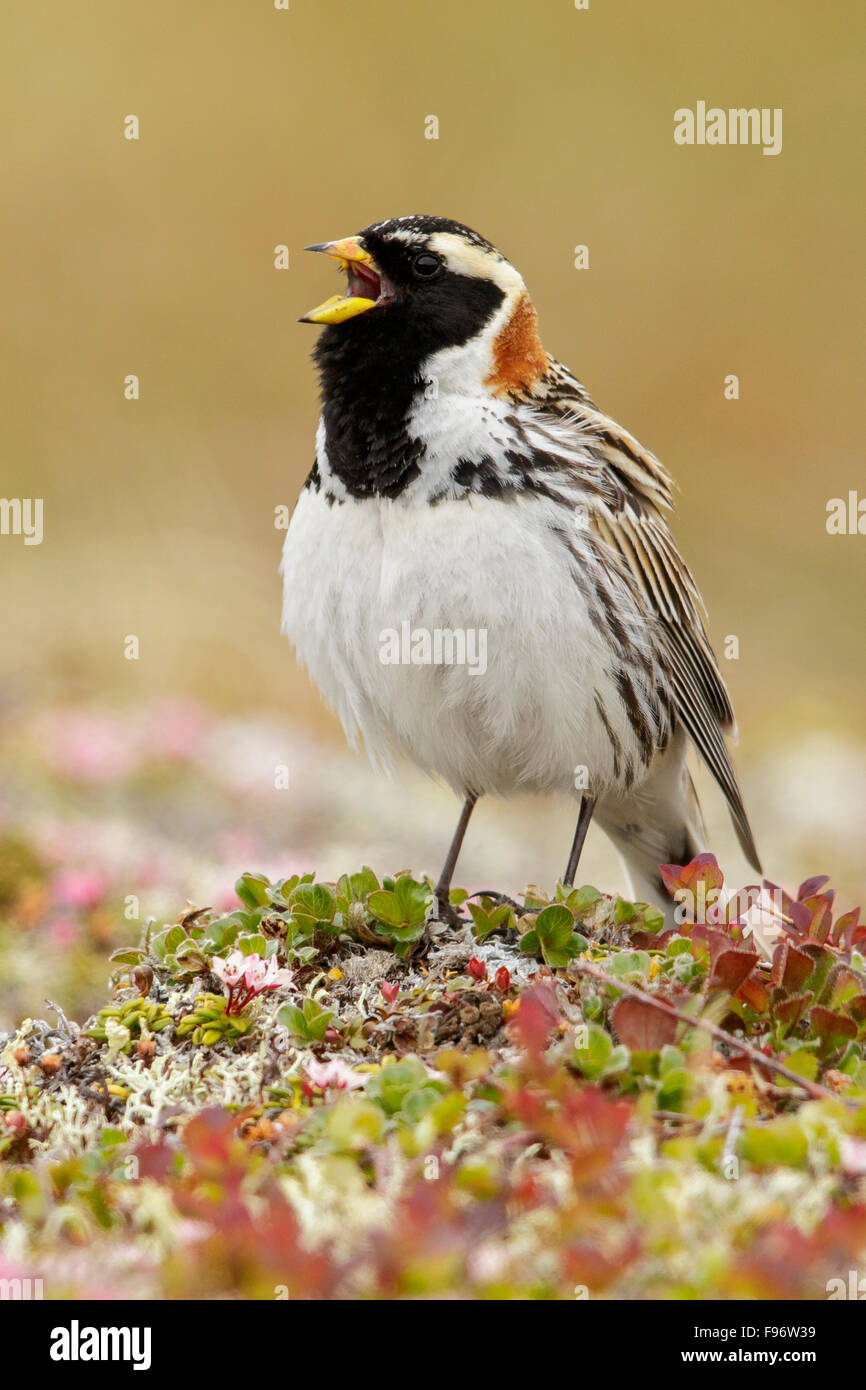 Lapland Longspur (Calcarius lapponicus) perched on the tundra in Nome ...
