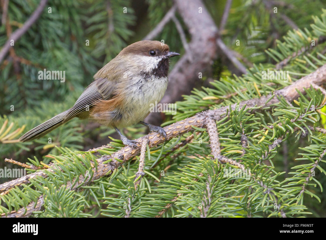 Boreal chickadee not snow hi-res stock photography and images - Alamy