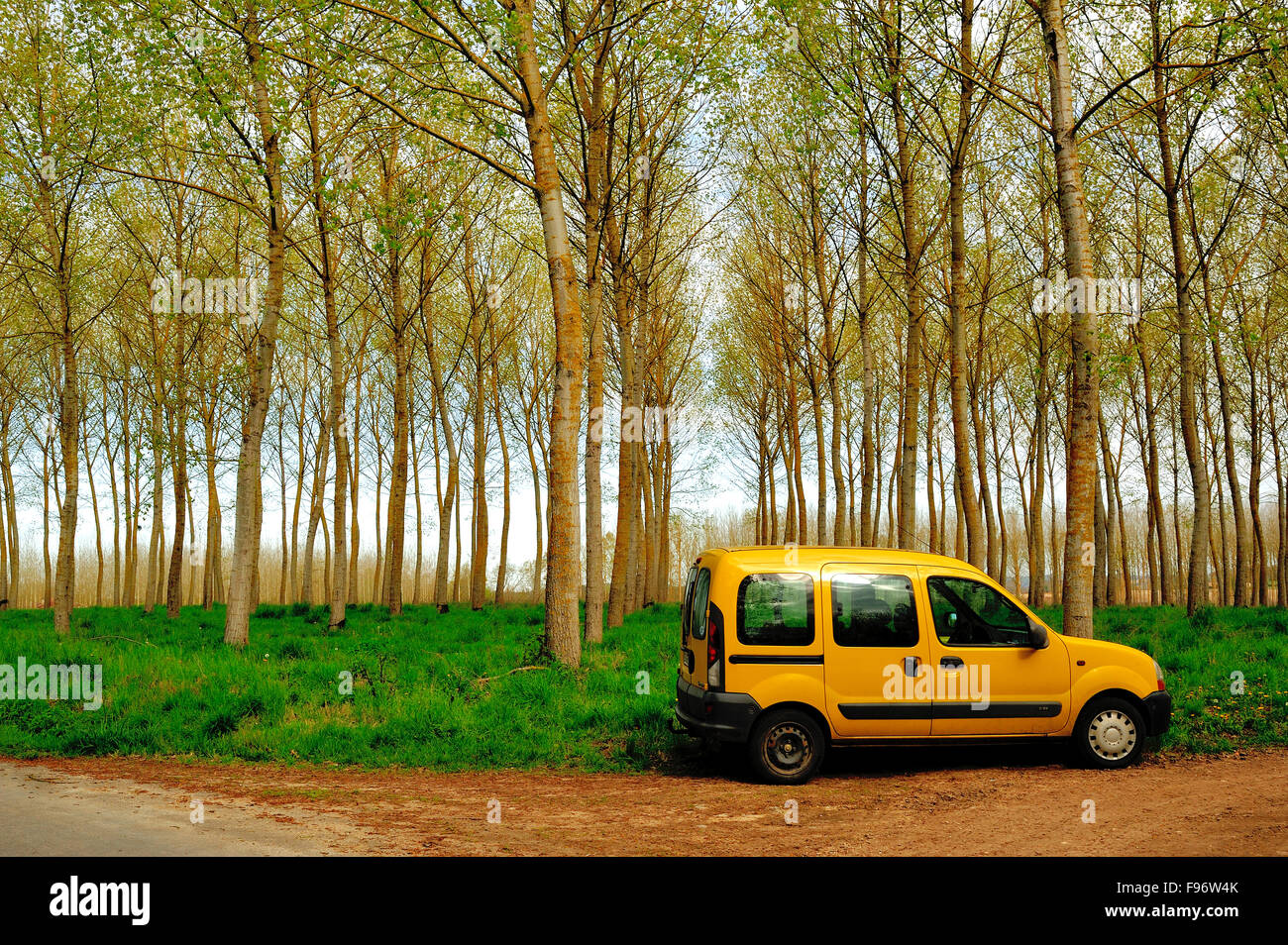 car parked beside poplar, populus spp., forest near Castillones ...