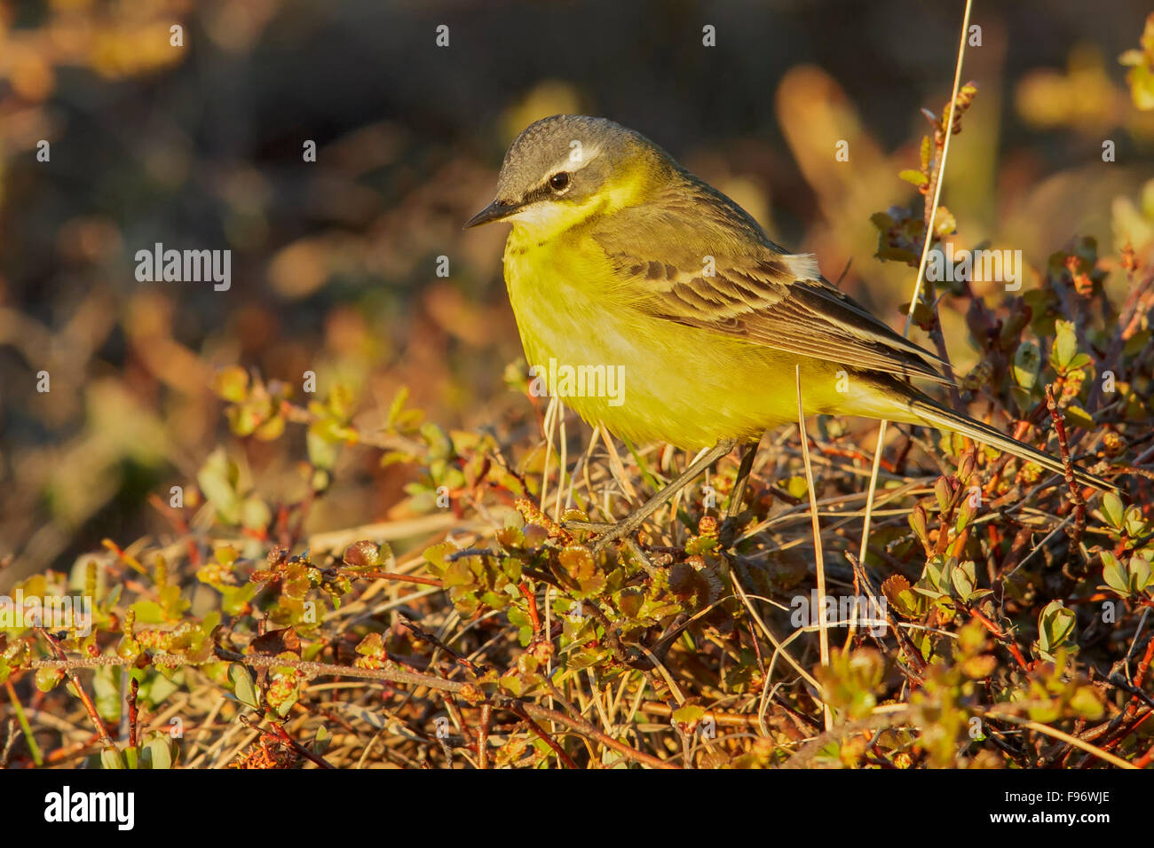 Alaska yellow wagtail hi-res stock photography and images - Alamy