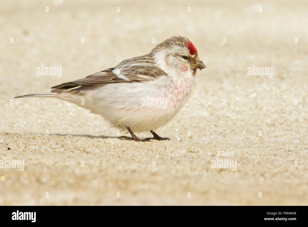 Eating insects hi-res stock photography and images - Alamy