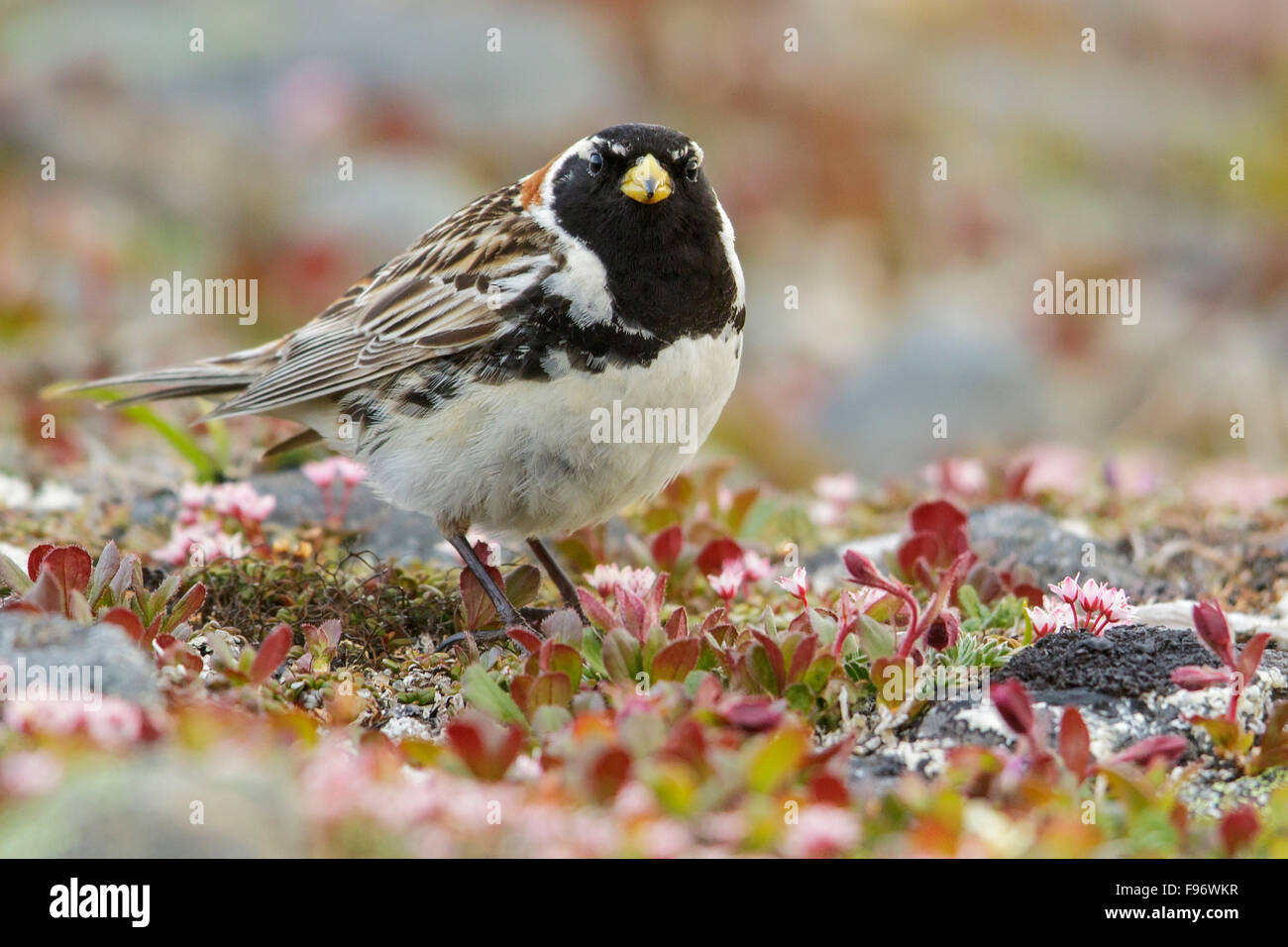 Lapland Longspur (Calcarius lapponicus) perched on the tundra in Nome ...