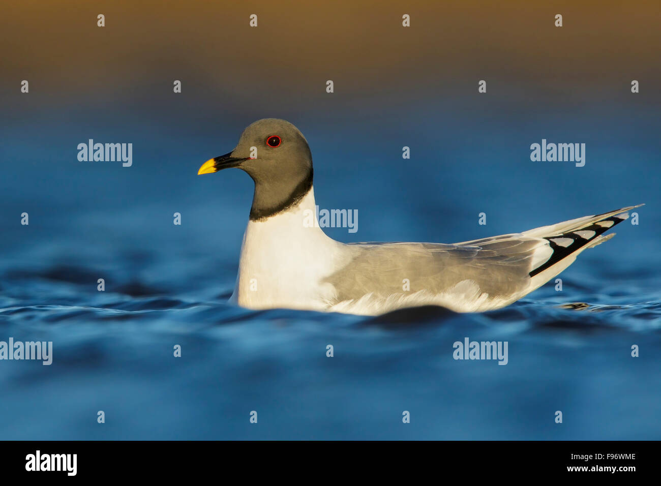 Sabine's Gull (Xema sabini) feeding along a river in Nome, Alaska Stock ...