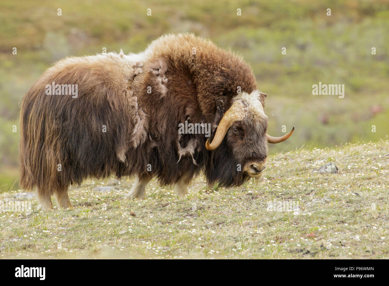 Muskox (Ovibos moschatus) on the tundra in Nome, Alaska Stock Photo - Alamy