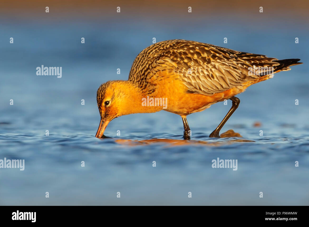 Bartailed Godwit (Limosa lapponica) feeding along a river in Nome ...