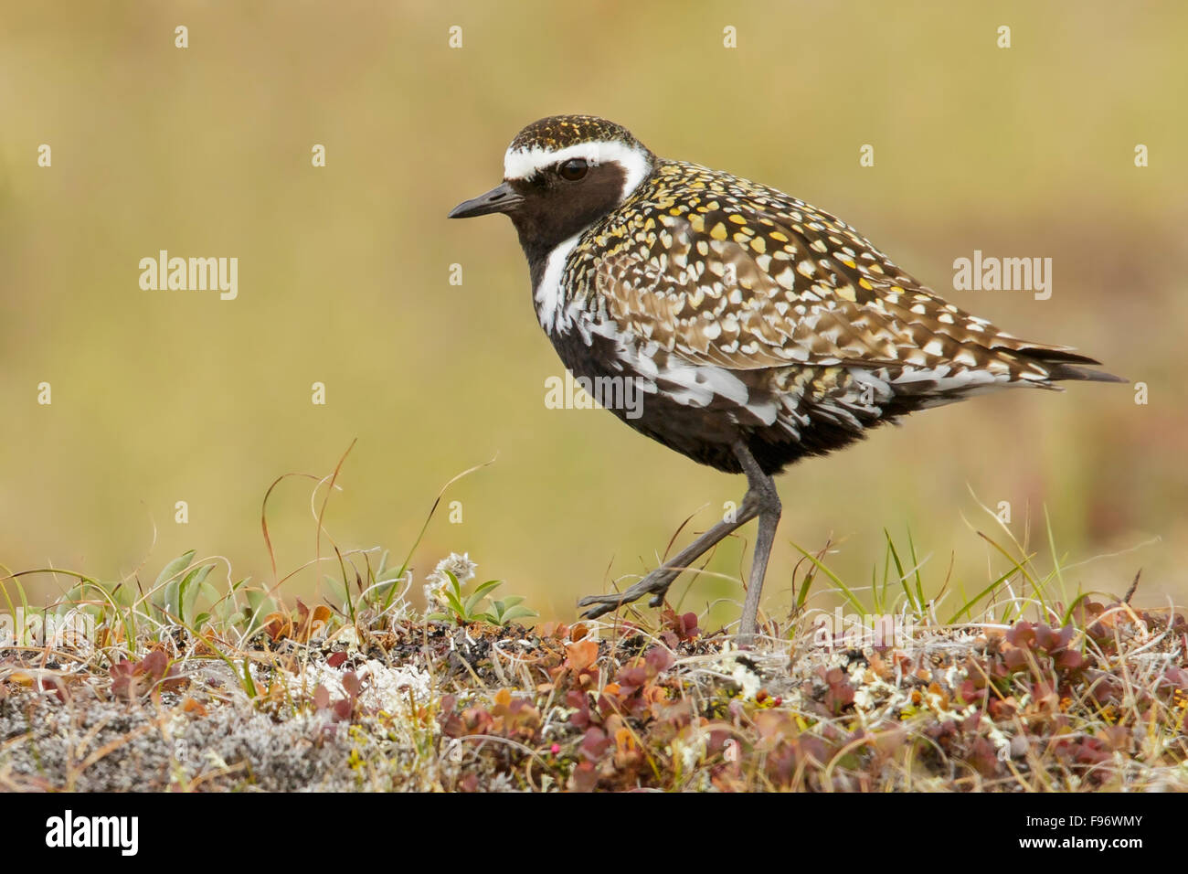 Pacific Golden Plover (Pluvialis fulva) perched on the tundra in Nome ...