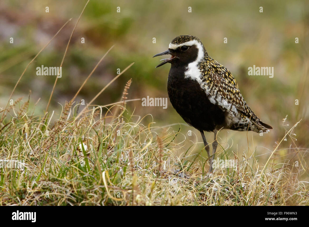 Pacific Golden Plover (Pluvialis fulva) perched on the tundra in Nome ...