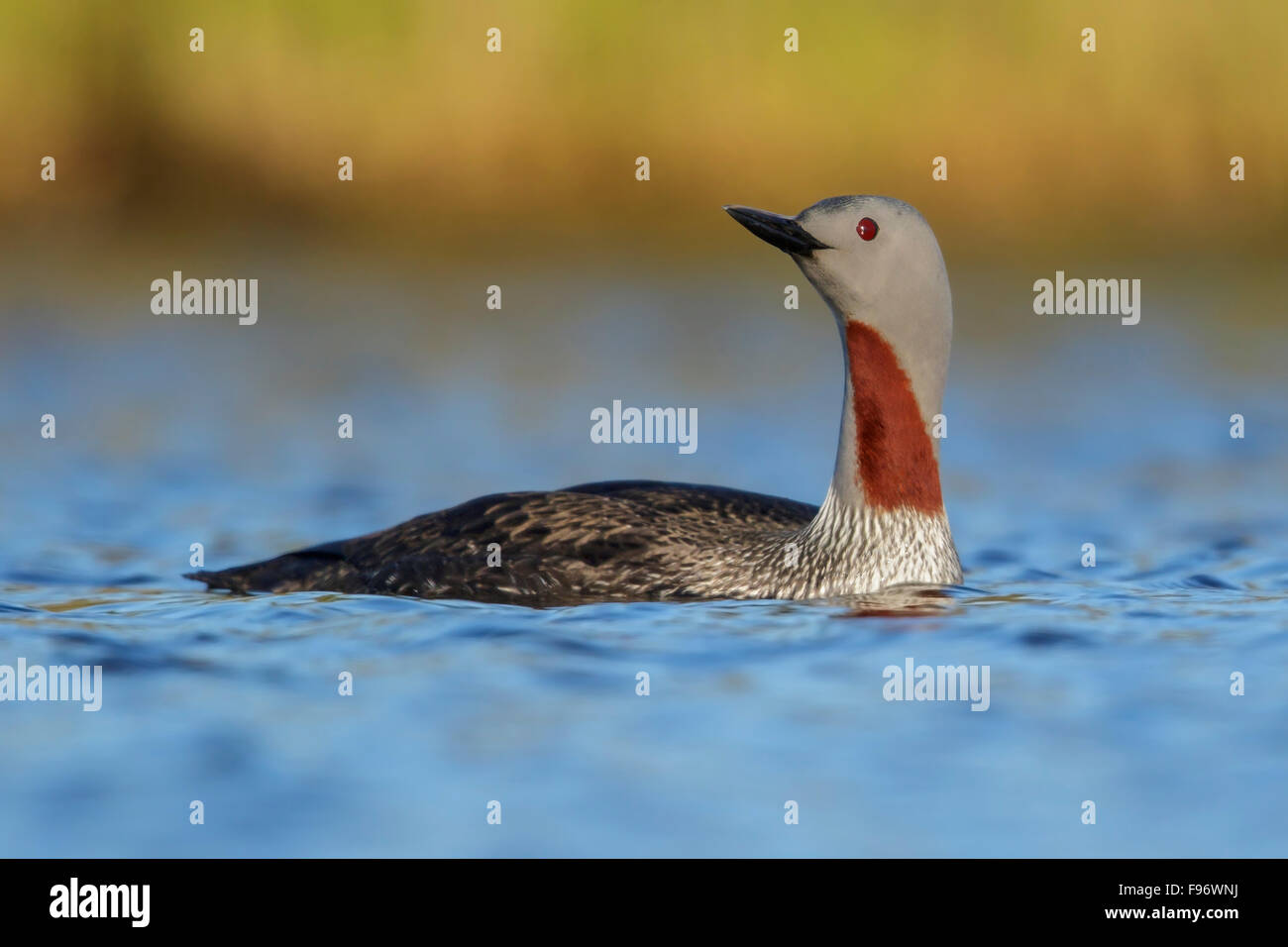 Redthroated Loon (Gavia stellata) in a pond near Nome, Alaska Stock ...
