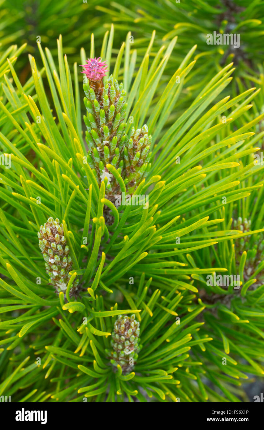 Shore Pine Pinus Contorta Contorta High Resolution Stock Photography ...