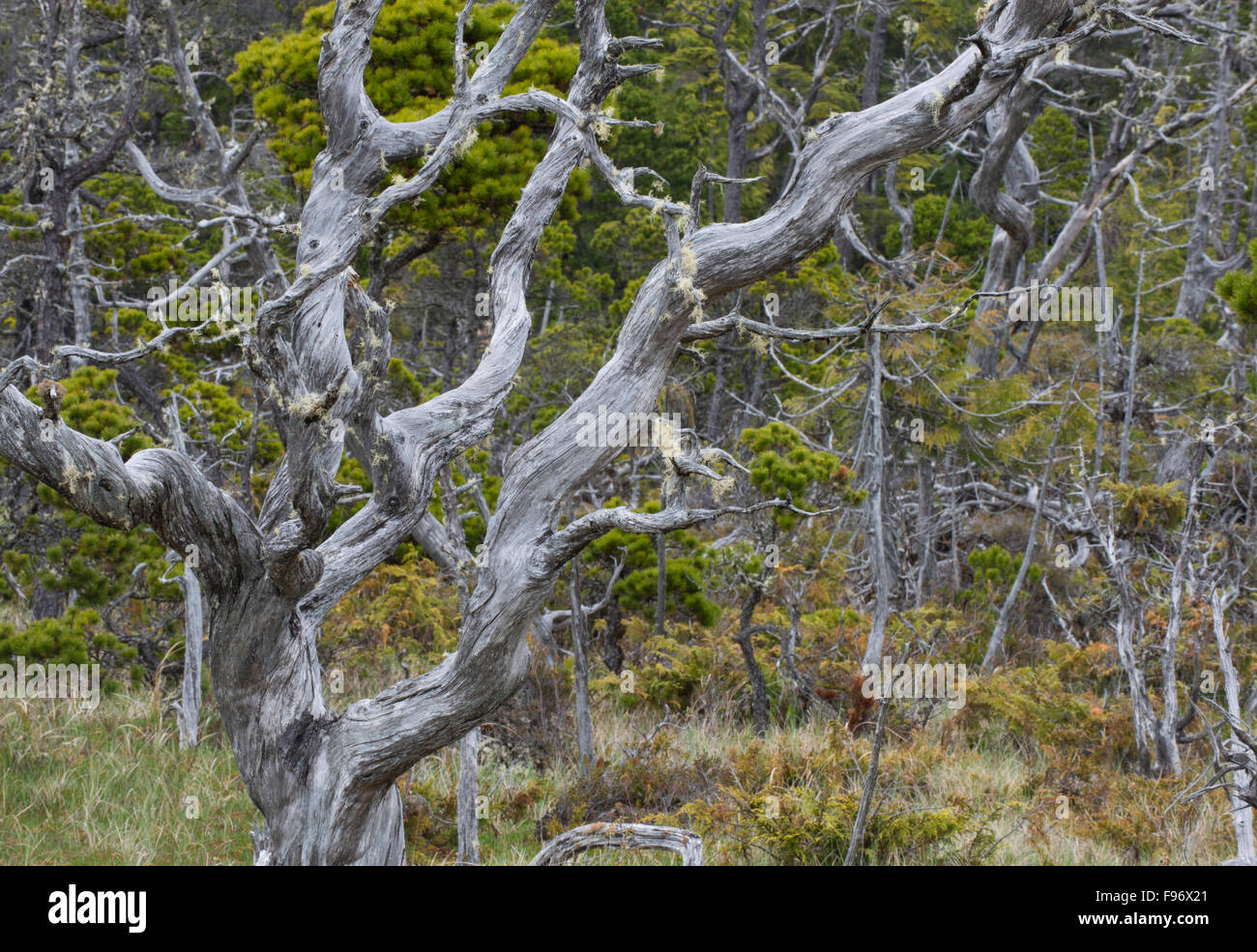 Shore pine pinus contorta contorta hi-res stock photography and images ...