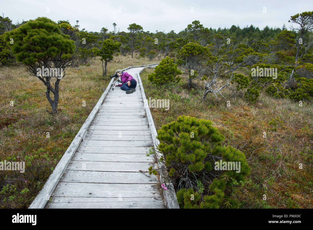 Shore Pine Pinus Contorta Contorta High Resolution Stock Photography ...