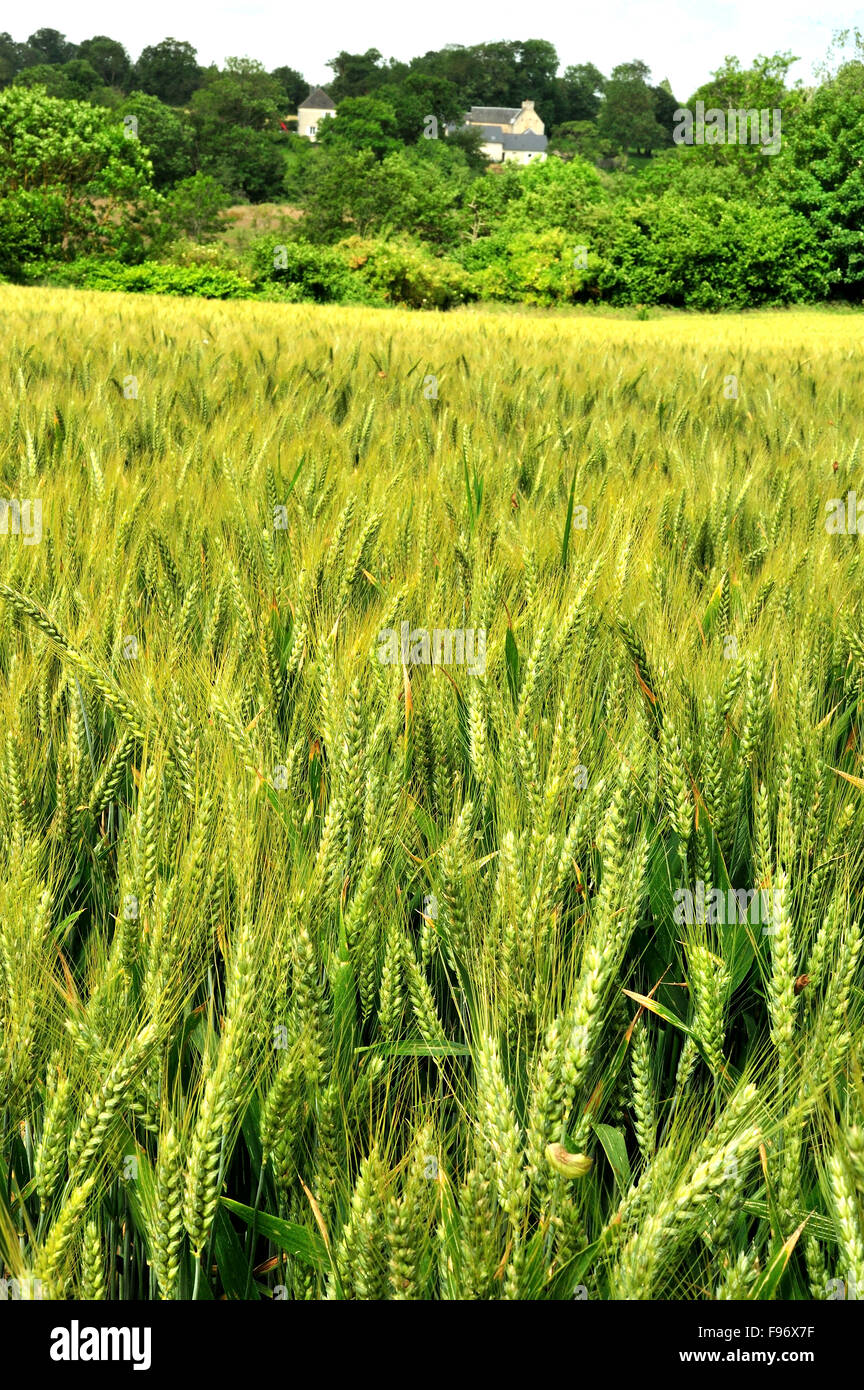wheat field in spring, Calvados Department, Normandy France Stock Photo ...
