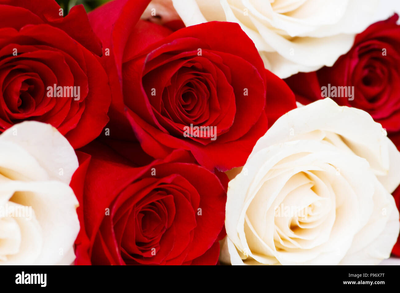 Red and white roses isolated on white Stock Photo - Alamy