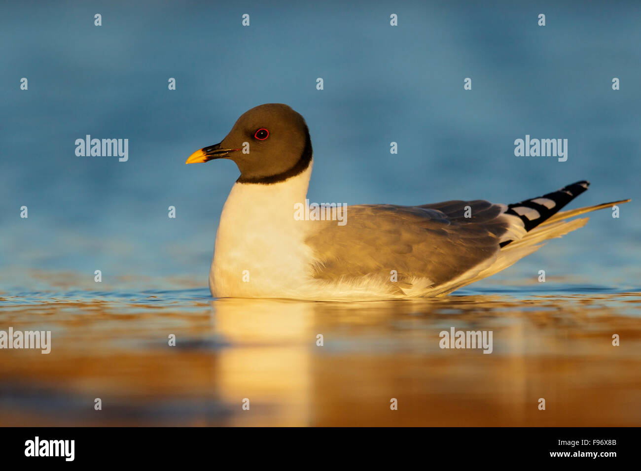 Sabine's Gull (Xema sabini) feeding along a river in Nome, Alaska Stock ...