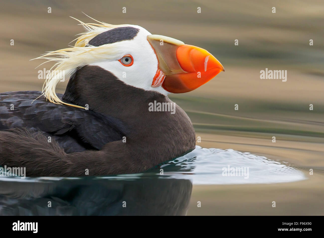 Tufted Puffin (Fratercula cirrhata) swimming on the ocean near the ...