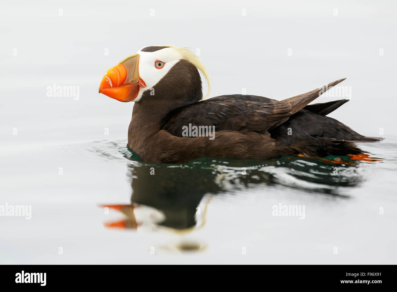 Tufted Puffin (Fratercula cirrhata) swimming on the ocean near the ...
