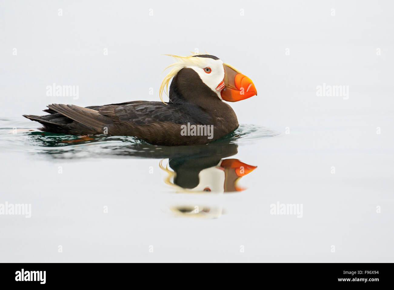 Tufted puffin in water hi-res stock photography and images - Alamy