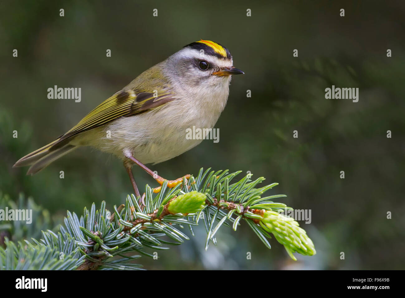 Goldencrowned Kinglet (Regulus satrapa) perched on a branch in Seward ...
