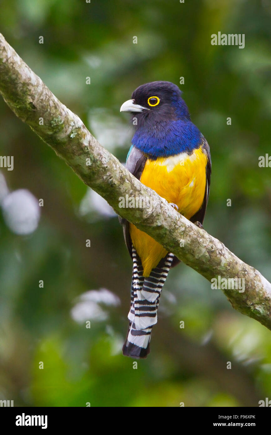 Trogon violaceus hi-res stock photography and images - Alamy