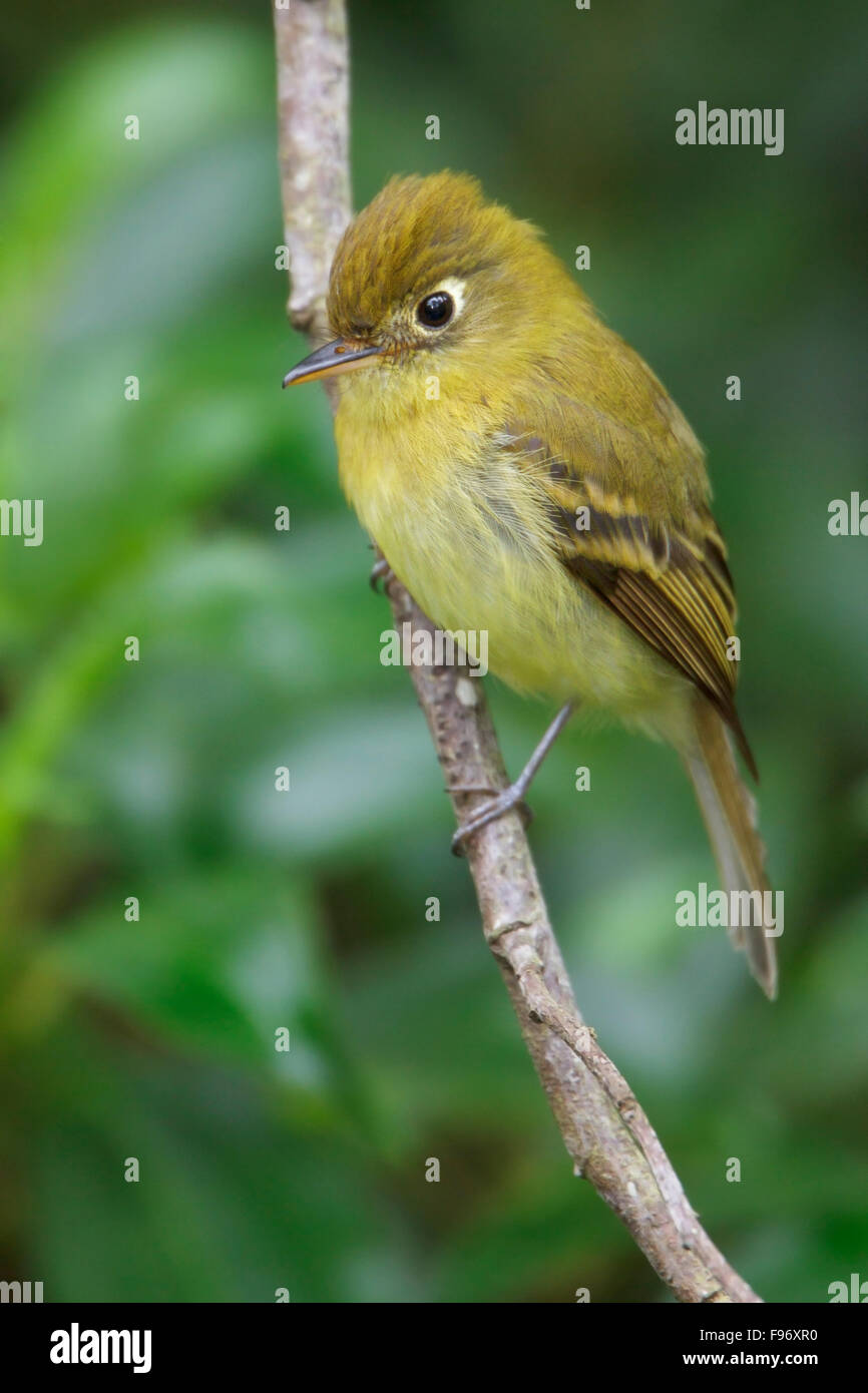 Empidonax flavescens hi-res stock photography and images - Alamy