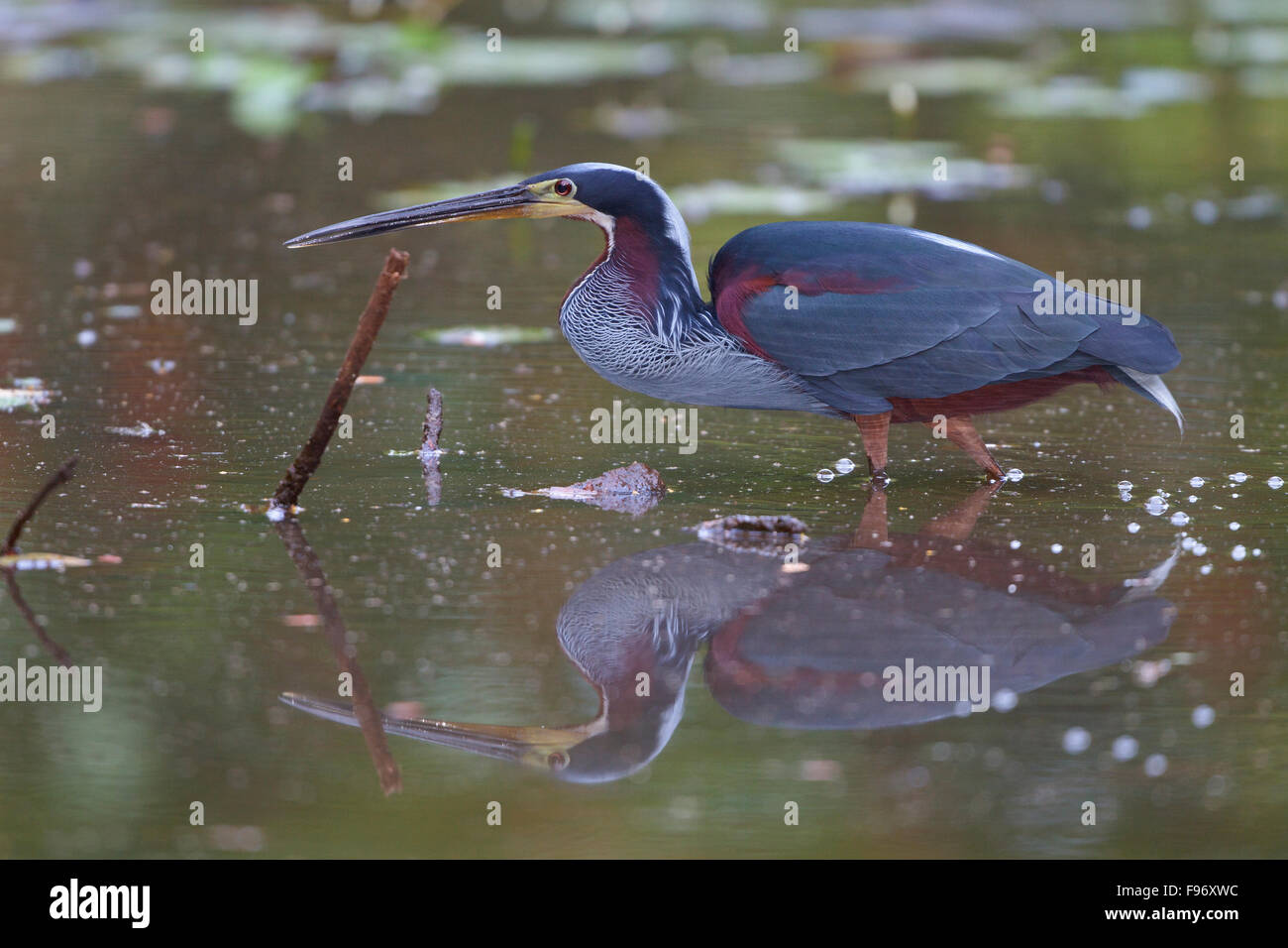 Agami bird hi-res stock photography and images - Alamy